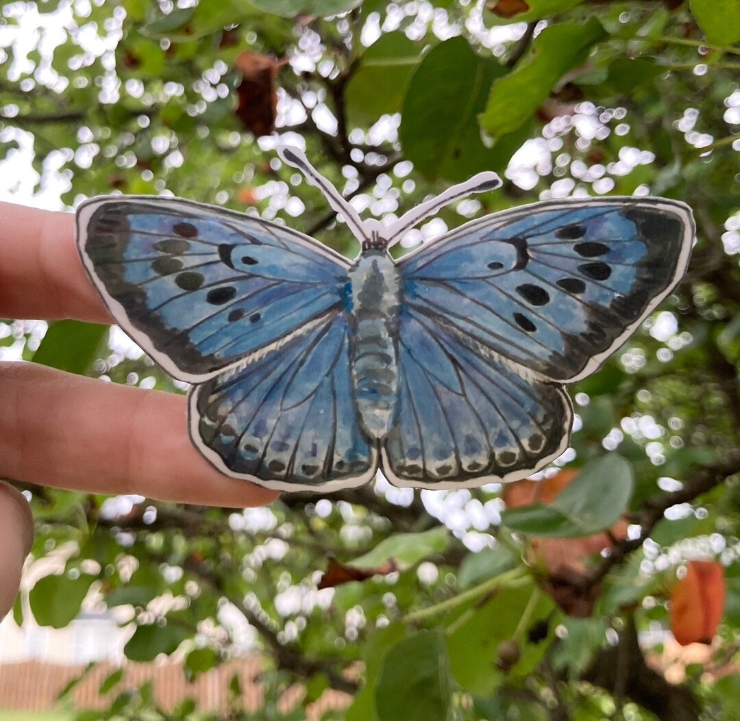 Butterfly Sticker, Blue Copper Butterfly, Water Resistant, Laptop ...