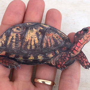 Box Turtle - Etsy