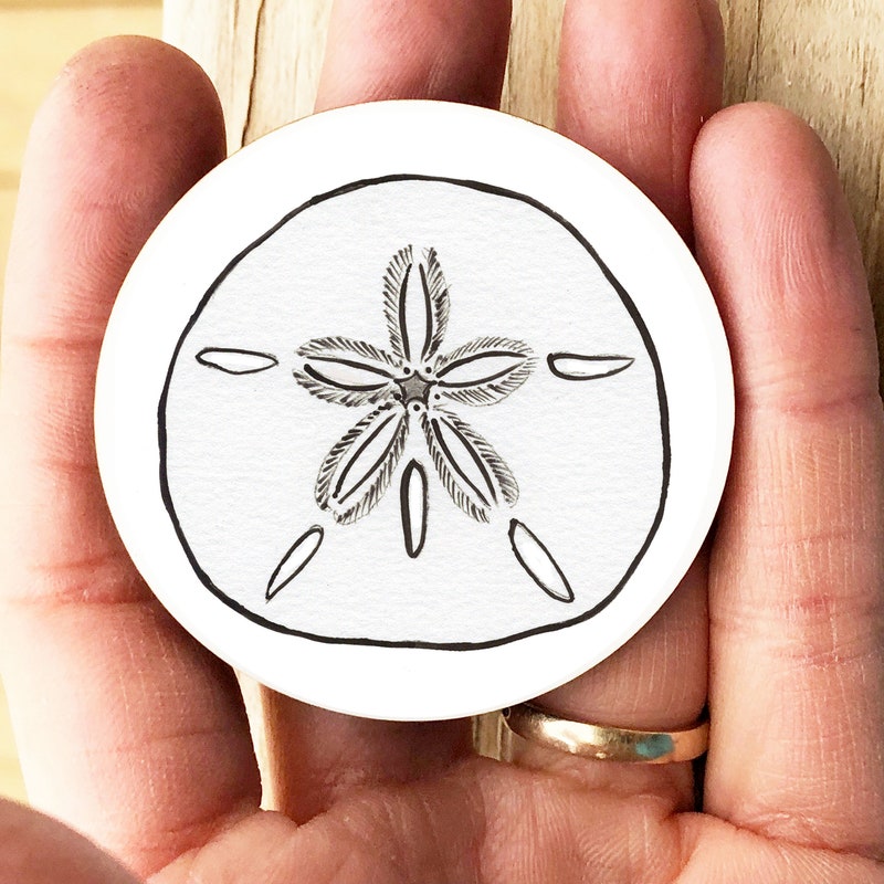 Bulk Sand Dollars - Etsy