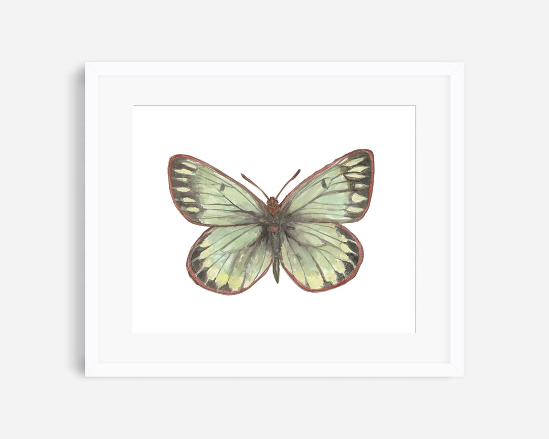 Butterfly Print, Green Sulfur, Green Butterfly, Butterfly Painting ...