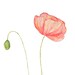 Poppies Prints, Set of 3, Watercolor Poppies, Poppy Print, Poppies ...