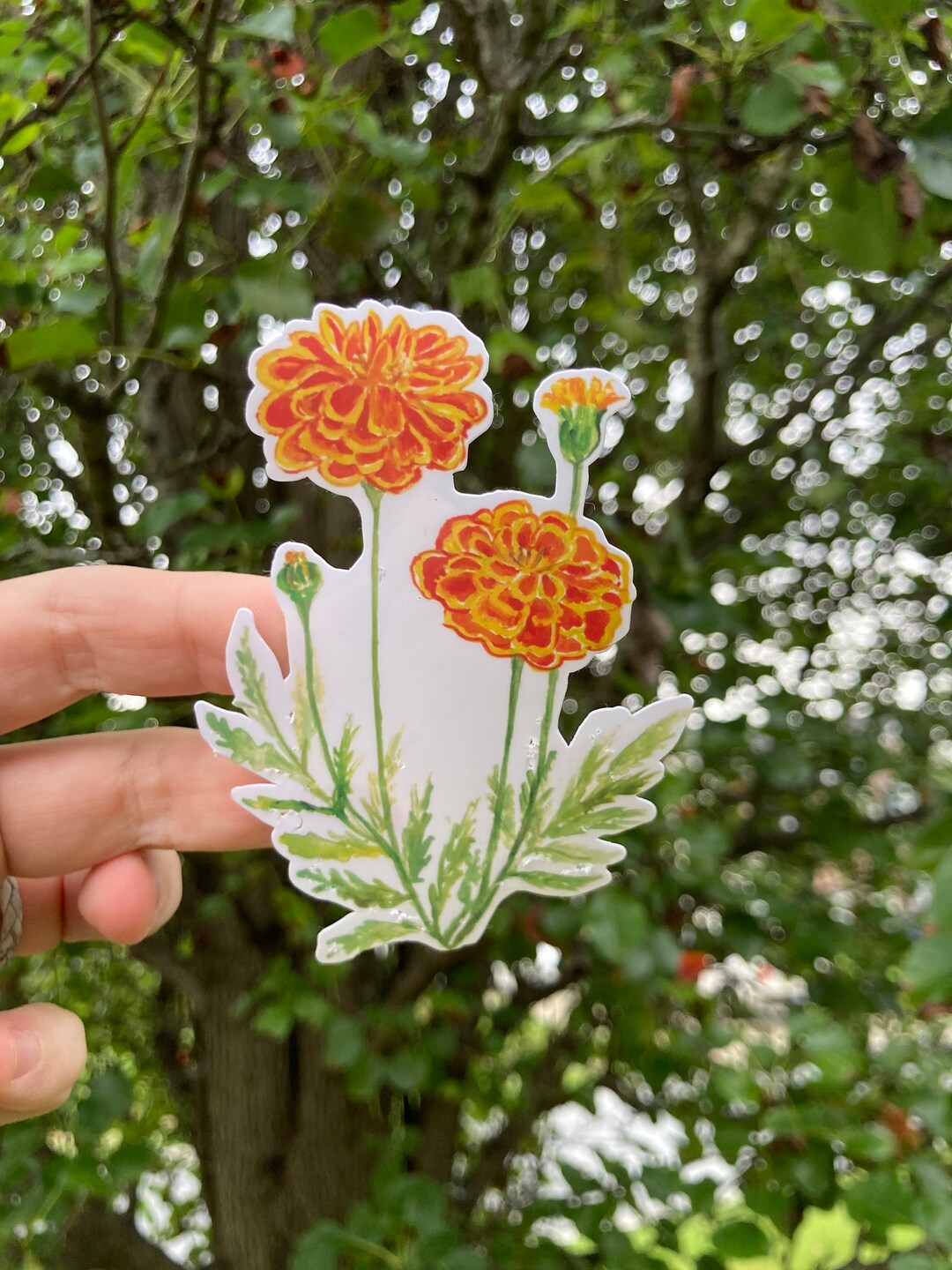 Marigold Sticker, Water Resistant, Vinyl Sticker, October Birth Flower ...