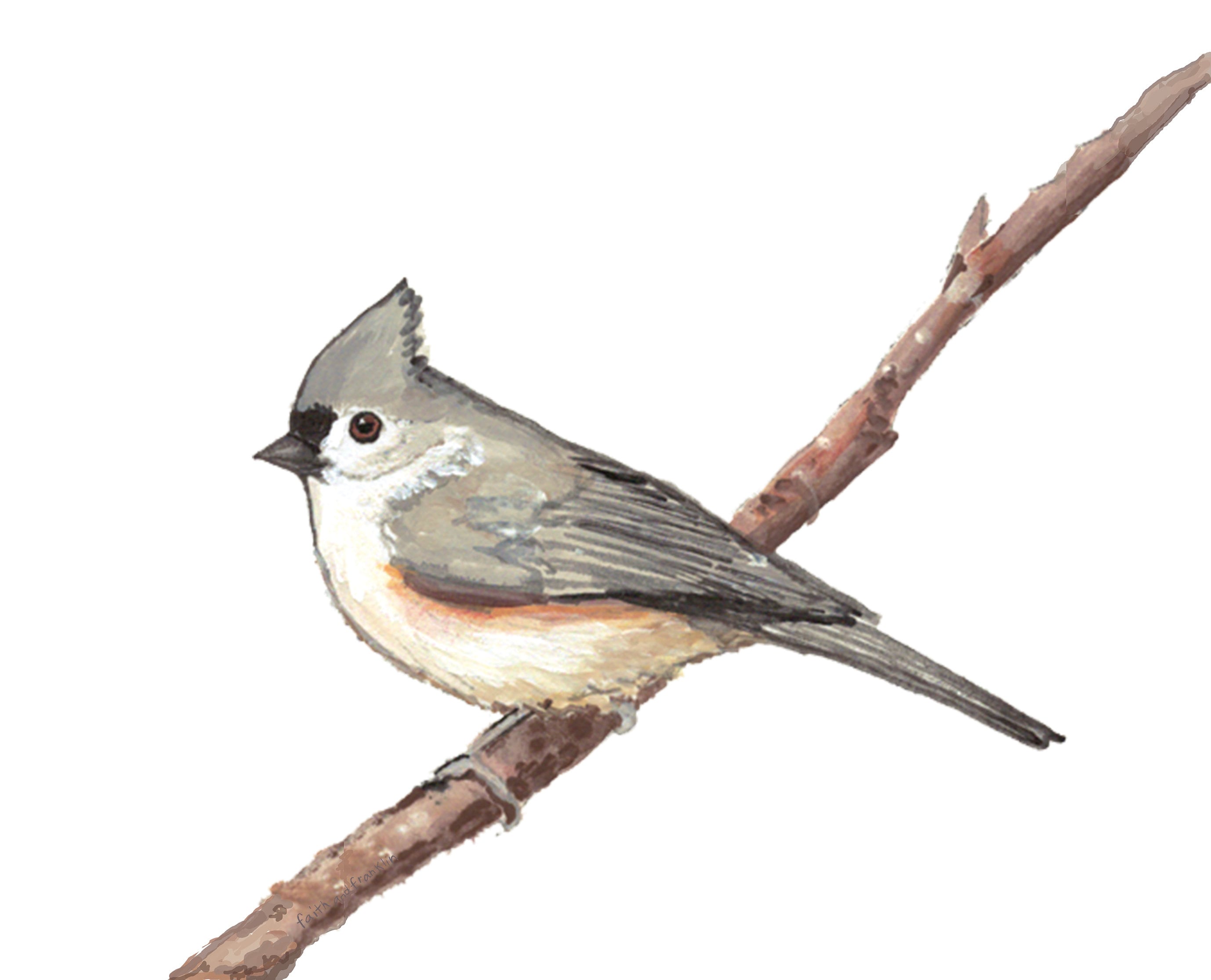 Bird Print Set Bird Prints Bird Prints Wall Art Set of 9 | Etsy