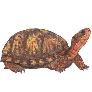 Box Turtle Print, Box Turtle Art, Box Turtle Painting, Nature Wall Art ...