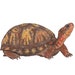 Box Turtle Print, Box Turtle Art, Box Turtle Painting, Nature Wall Art ...