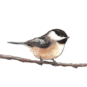 Chickadee Print, Chickadee Painting, Chickadee Art, Black Capped ...
