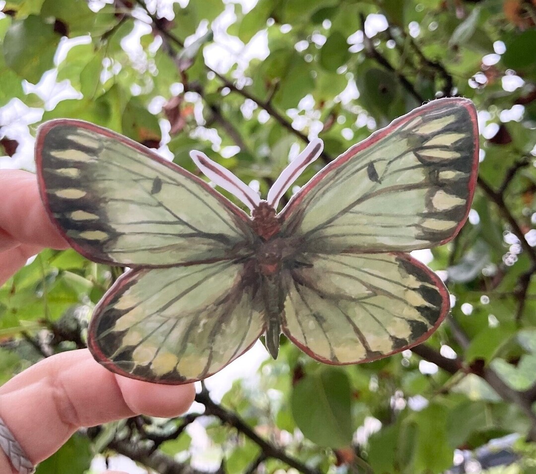 Butterfly Sticker, Green Sulfur Butterfly, Pretty Decal, Water ...