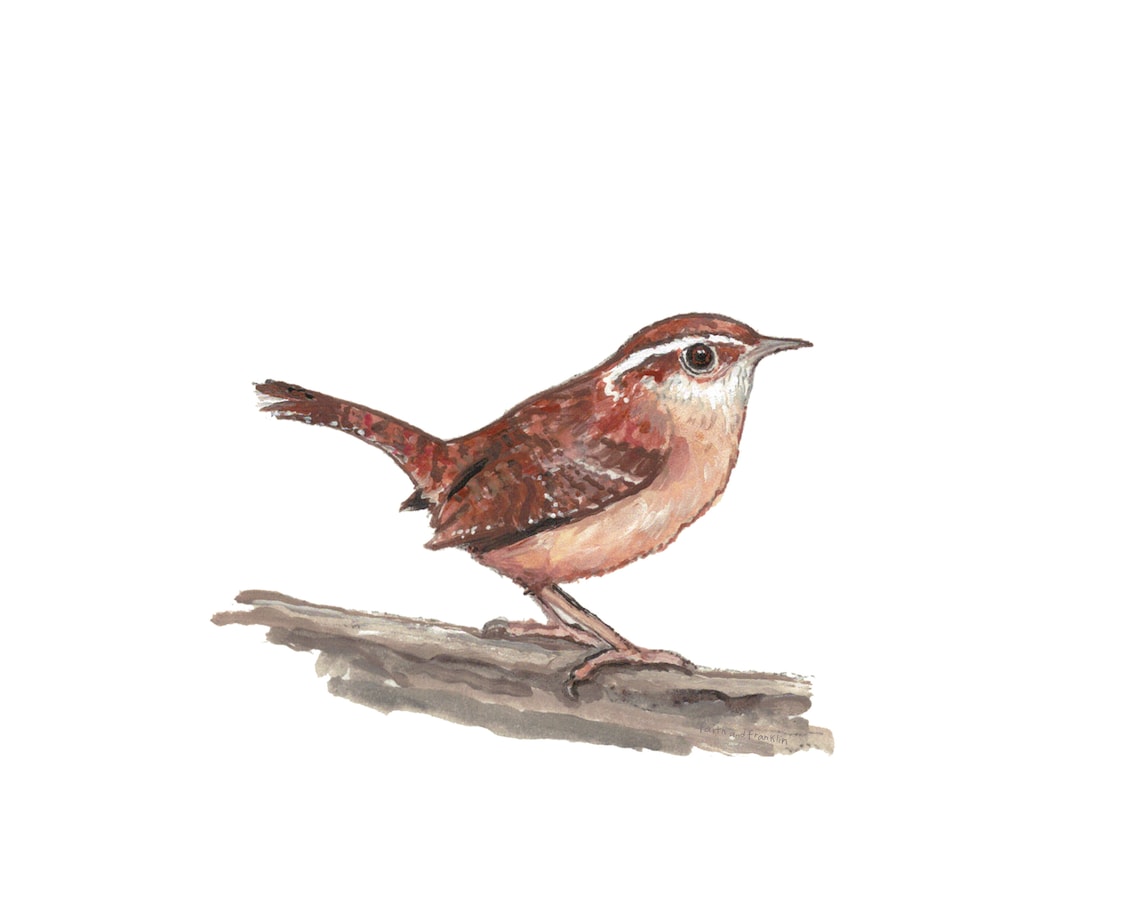 Wren print Carolina wren bird prints bird art print | Etsy