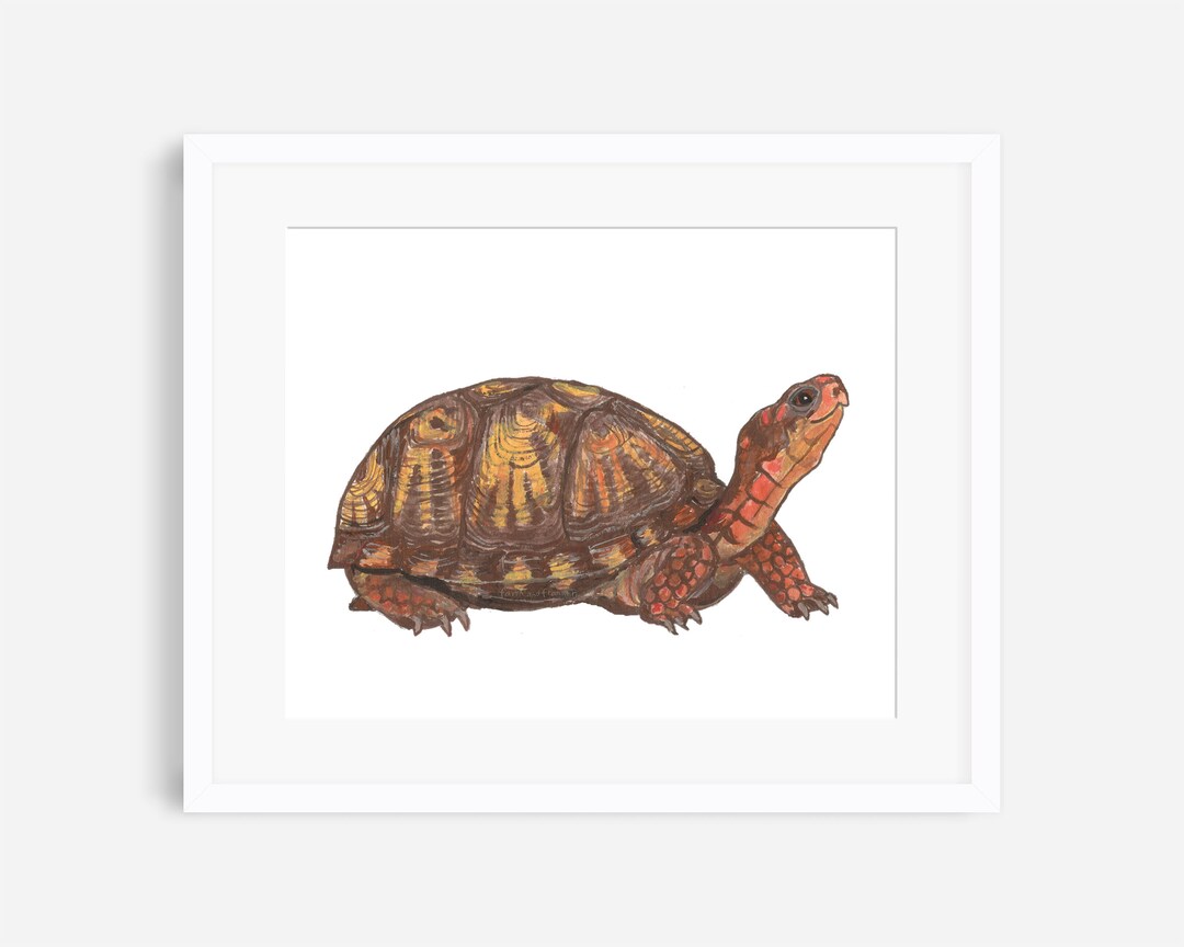 Box Turtle Print, Box Turtle Art, Box Turtle Painting, Nature Wall Art ...