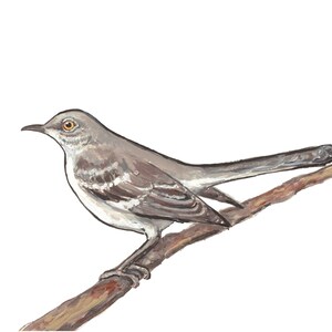 Mockingbird Print, Mockingbird Wall Art, Mockingbird Painting, American ...
