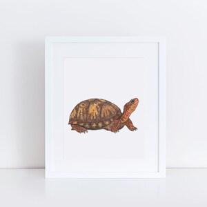 Box Turtle Print, Box Turtle Art, Box Turtle Painting, Nature Wall Art ...