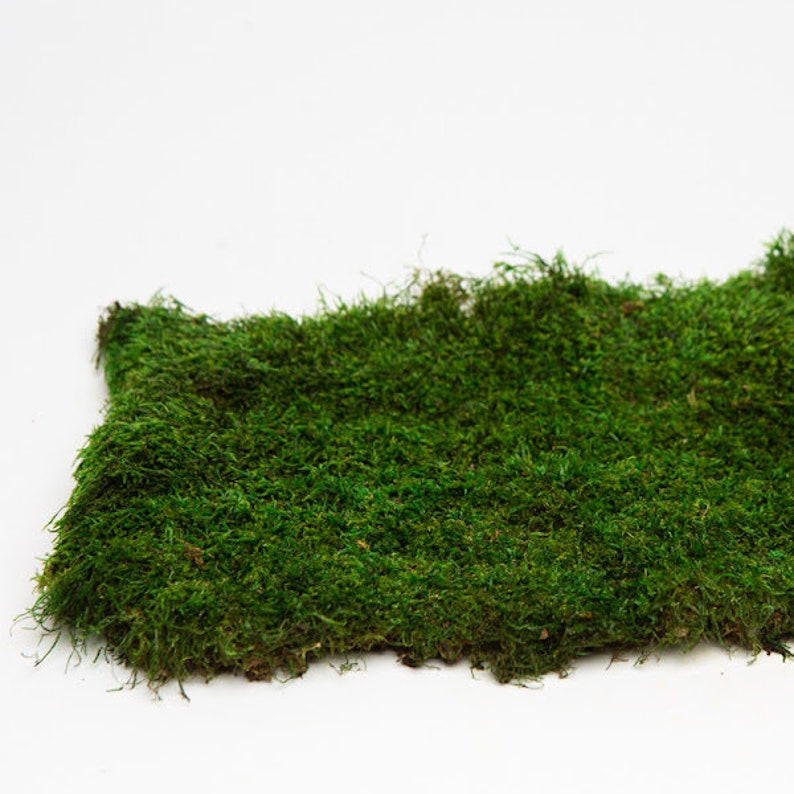 Dentist Office Decor, Moss Tooth, Dental Wall Art, Dental Wall Decor ...