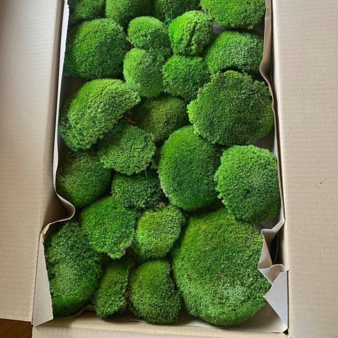 Moss Decor, Green Moss Wall Art, Preserved Moss, Terrarium Kit Diy Moss ...