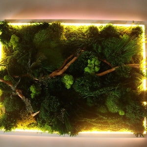 Moss Wall Decor With Lighting and Frame, Preserved Moss Wall Art ...
