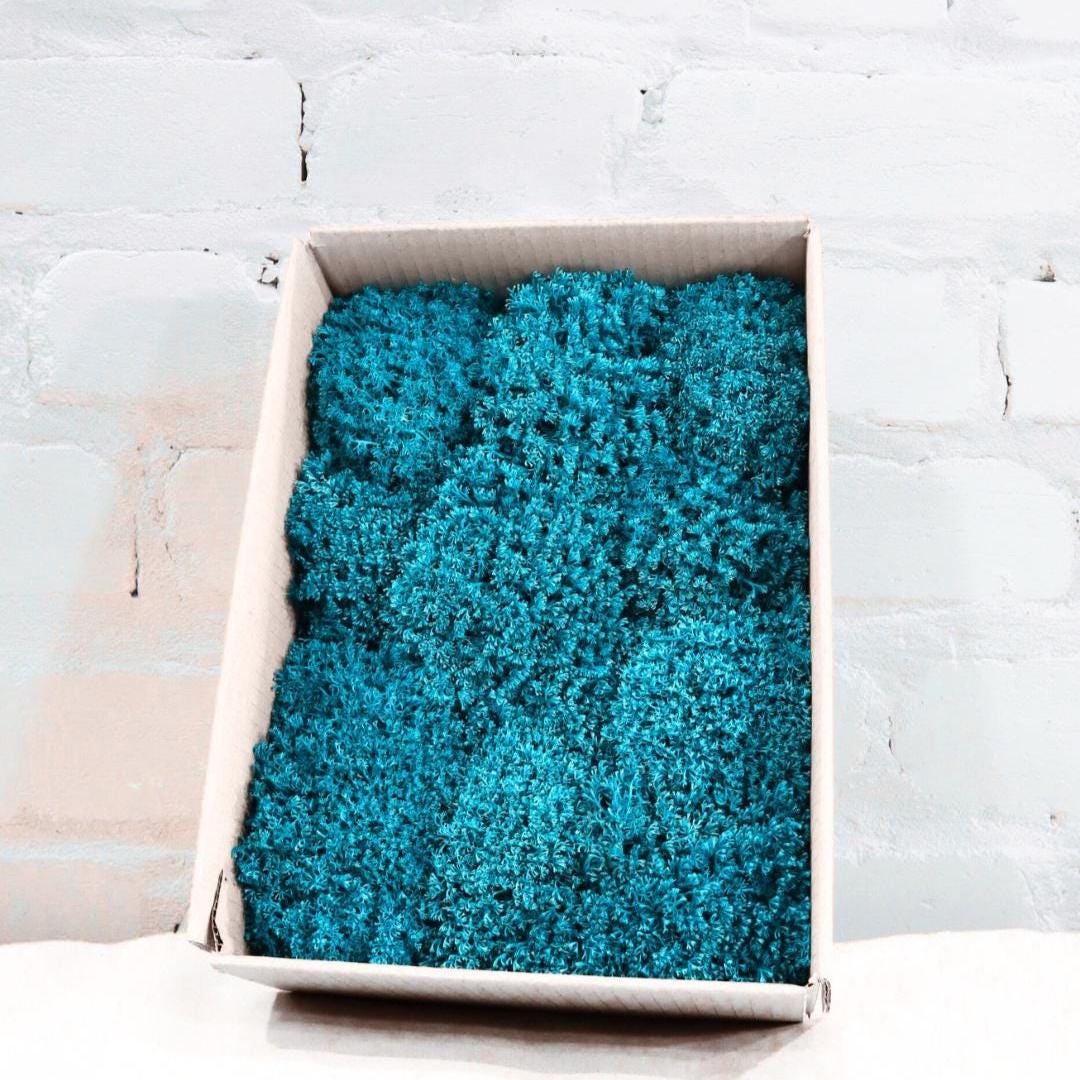Blue Terrarium Moss, Aquarium Decor, Live Sphagnum Moss, Blue Moss Ball ...