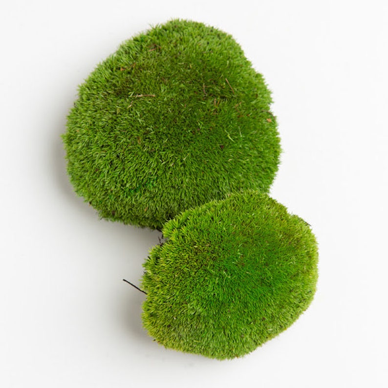 Green Moss Balls, Terrarium Kit, Moss Wall Decor, Unique Home Decor ...