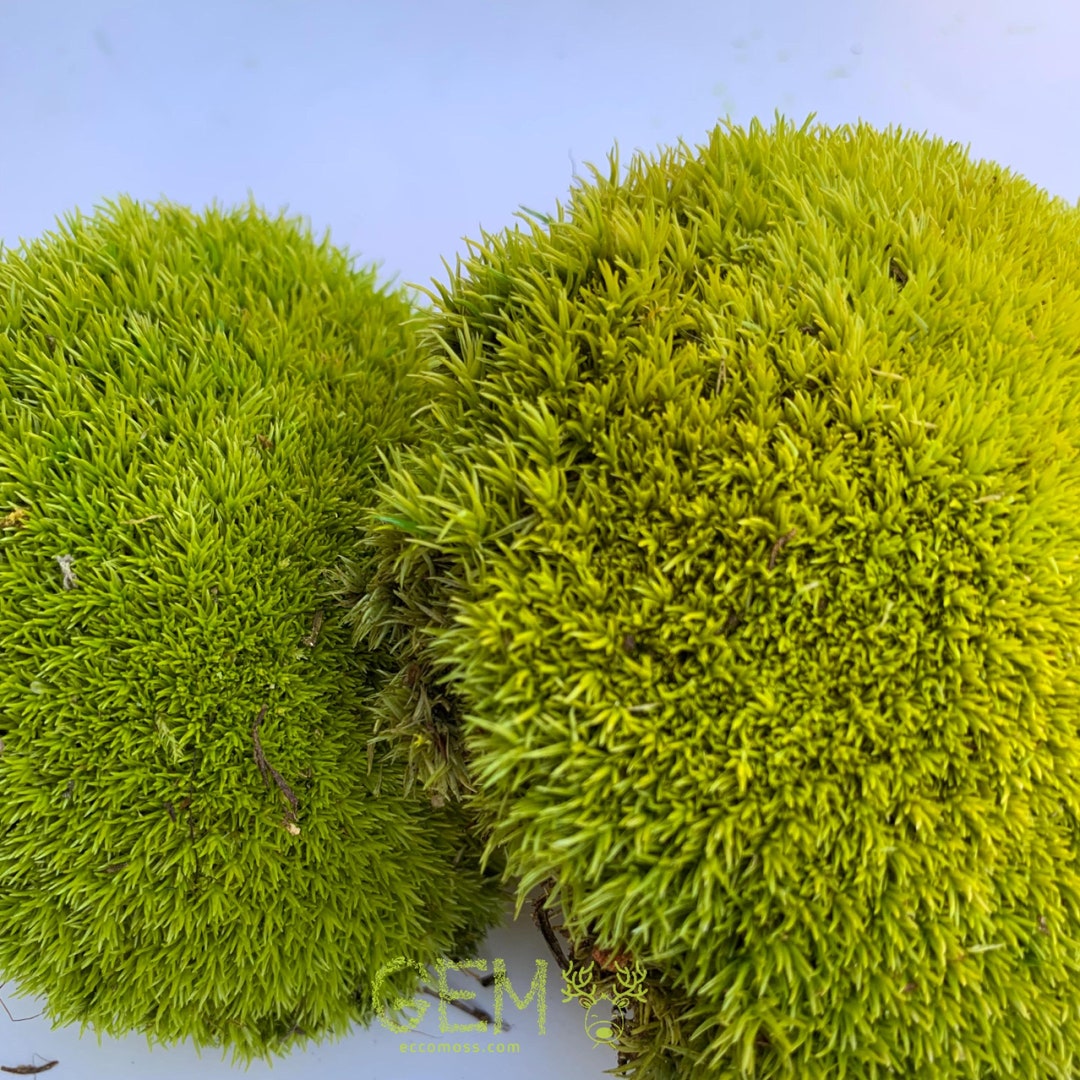 Moss Decor, Preserved Moss Wall Art, Moss Balls, Aquarium Decor, Bonsai ...