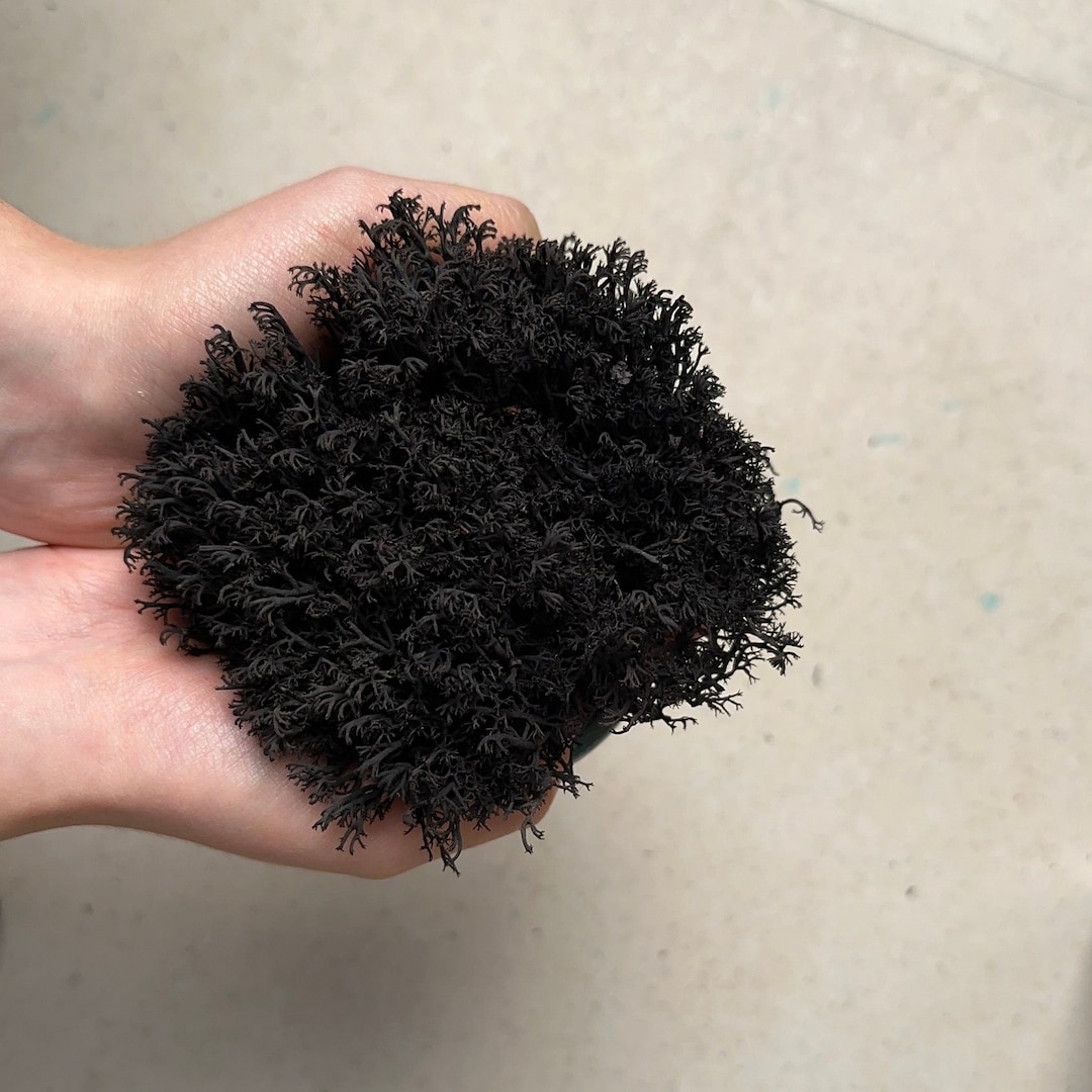 Black Moss, Preserved Moss, Plant Wall Decor, Plant Wall Art, Moss Wall ...