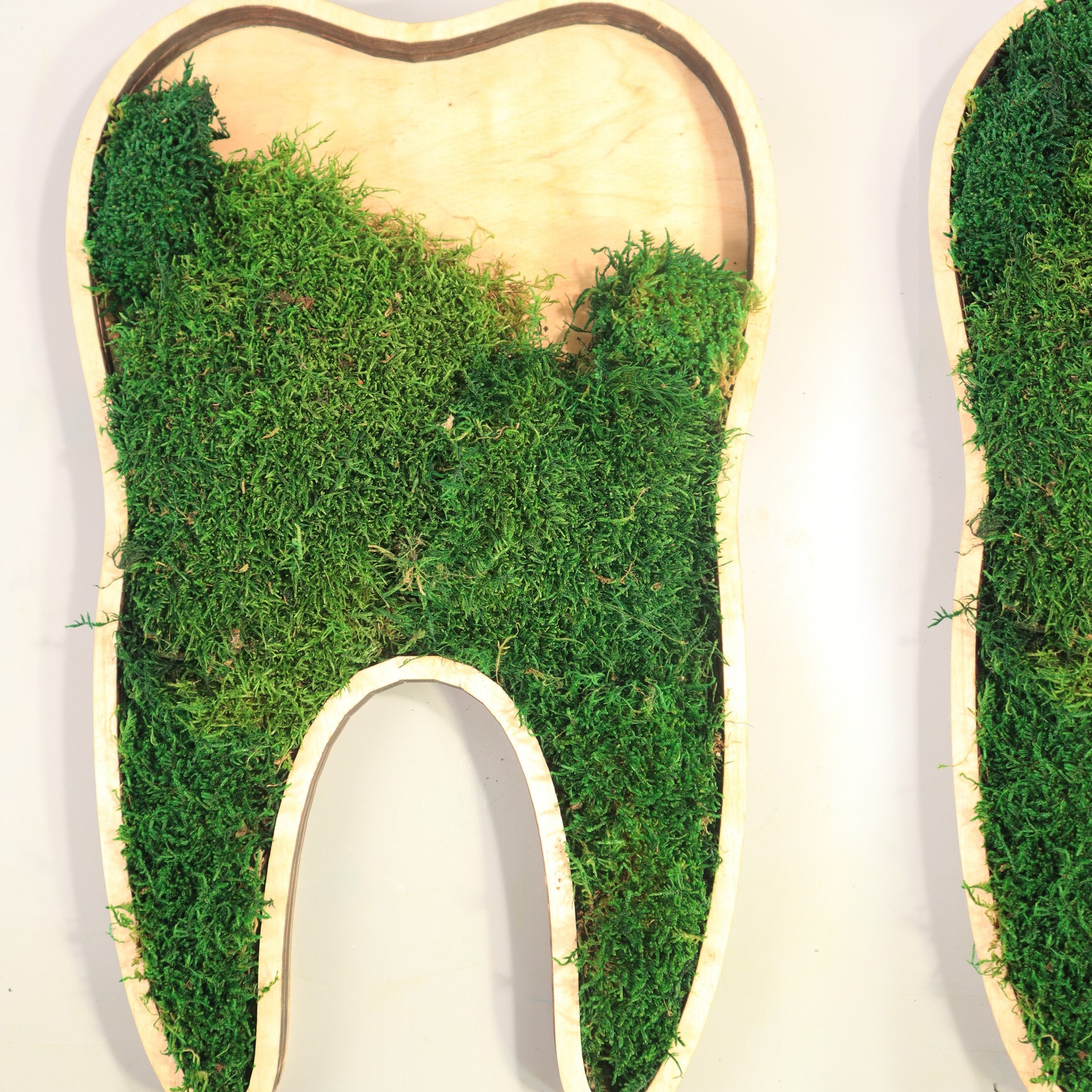 Dentist Office Decor, Moss Tooth, Dental Wall Art, Dental Wall Decor ...