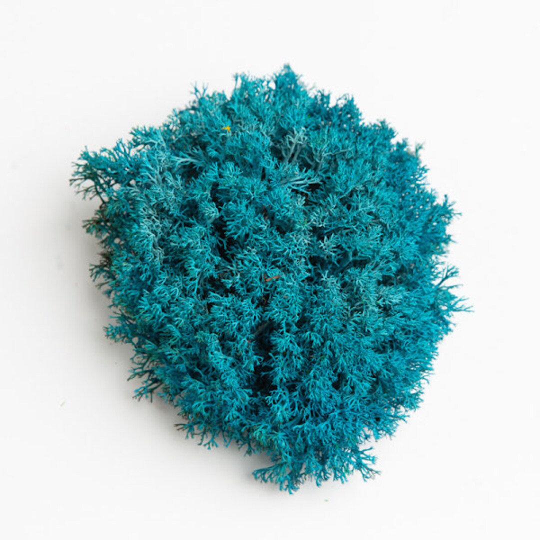 Blue Terrarium Moss, Aquarium Decor, Live Sphagnum Moss, Blue Moss Ball ...