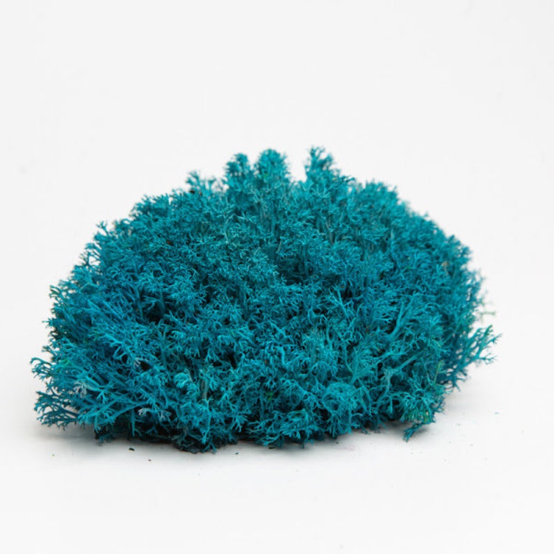 Blue Terrarium Moss, Aquarium Decor, Live Sphagnum Moss, Blue Moss Ball ...