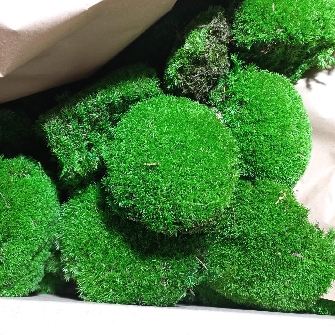 Moss Wall Art, Stabilized Pole Moss, Plant Pots, Bun Moss, Living Moss ...