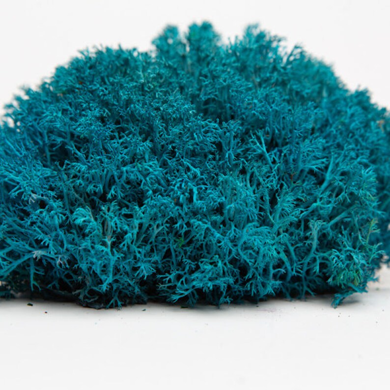 Blue Terrarium Moss, Aquarium Decor, Live Sphagnum Moss, Blue Moss Ball ...