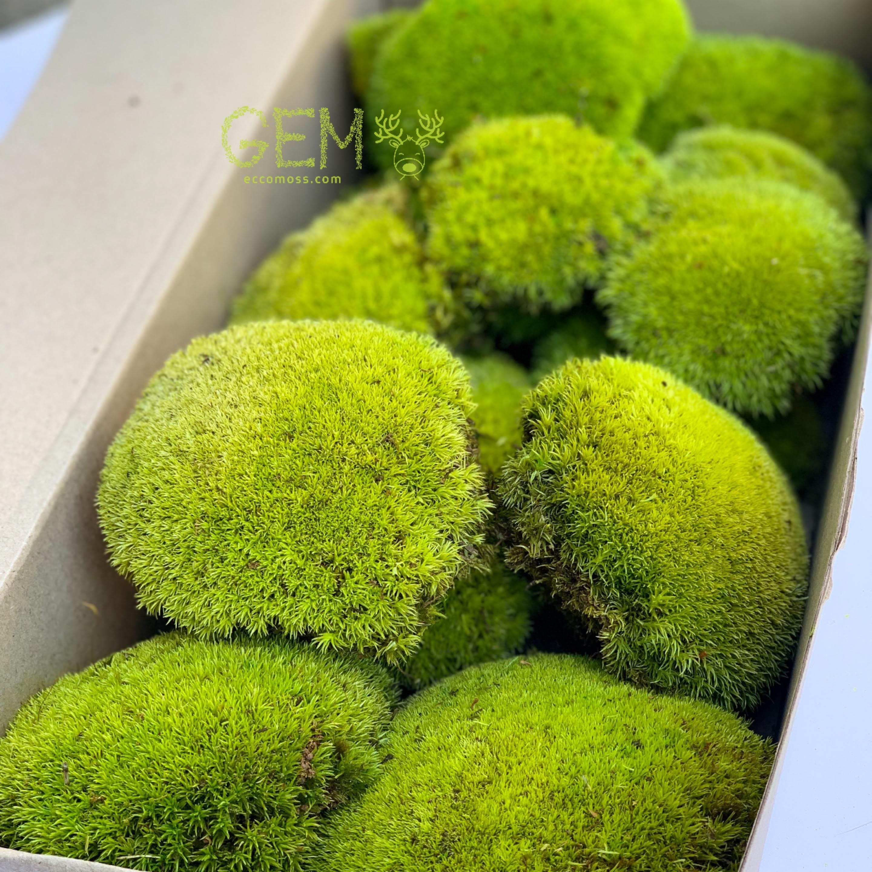 Green Moss Balls, Terrarium Kit, Moss Wall Decor, Unique Home Decor ...