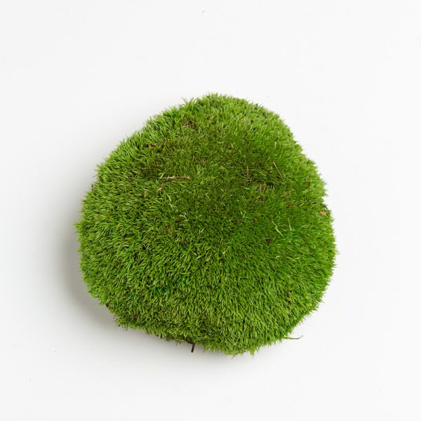 Green Moss Balls, Terrarium Kit, Moss Wall Decor, Unique Home Decor ...