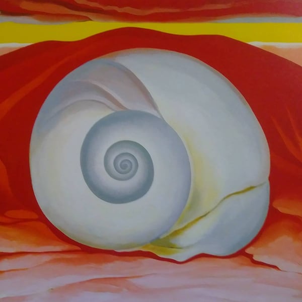 Shell Fine Art Print - Etsy