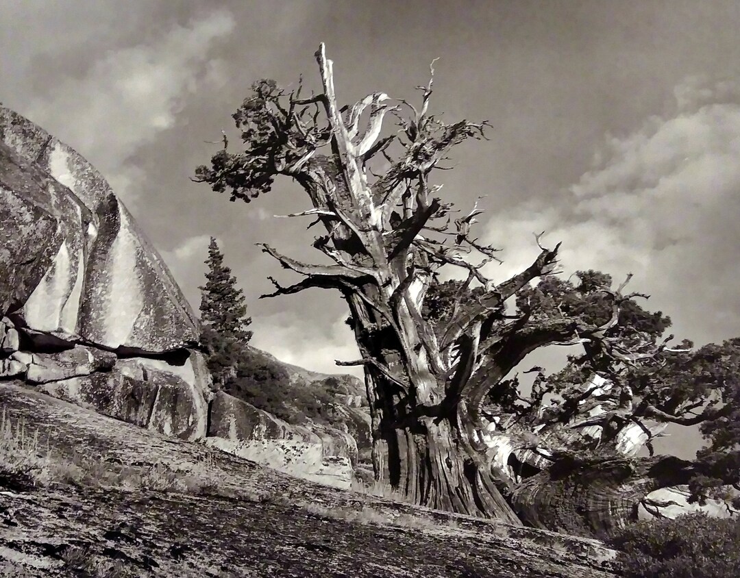 Ansel Adams Fine Art Print Juniper Tree Triple Peak Canyon - Etsy