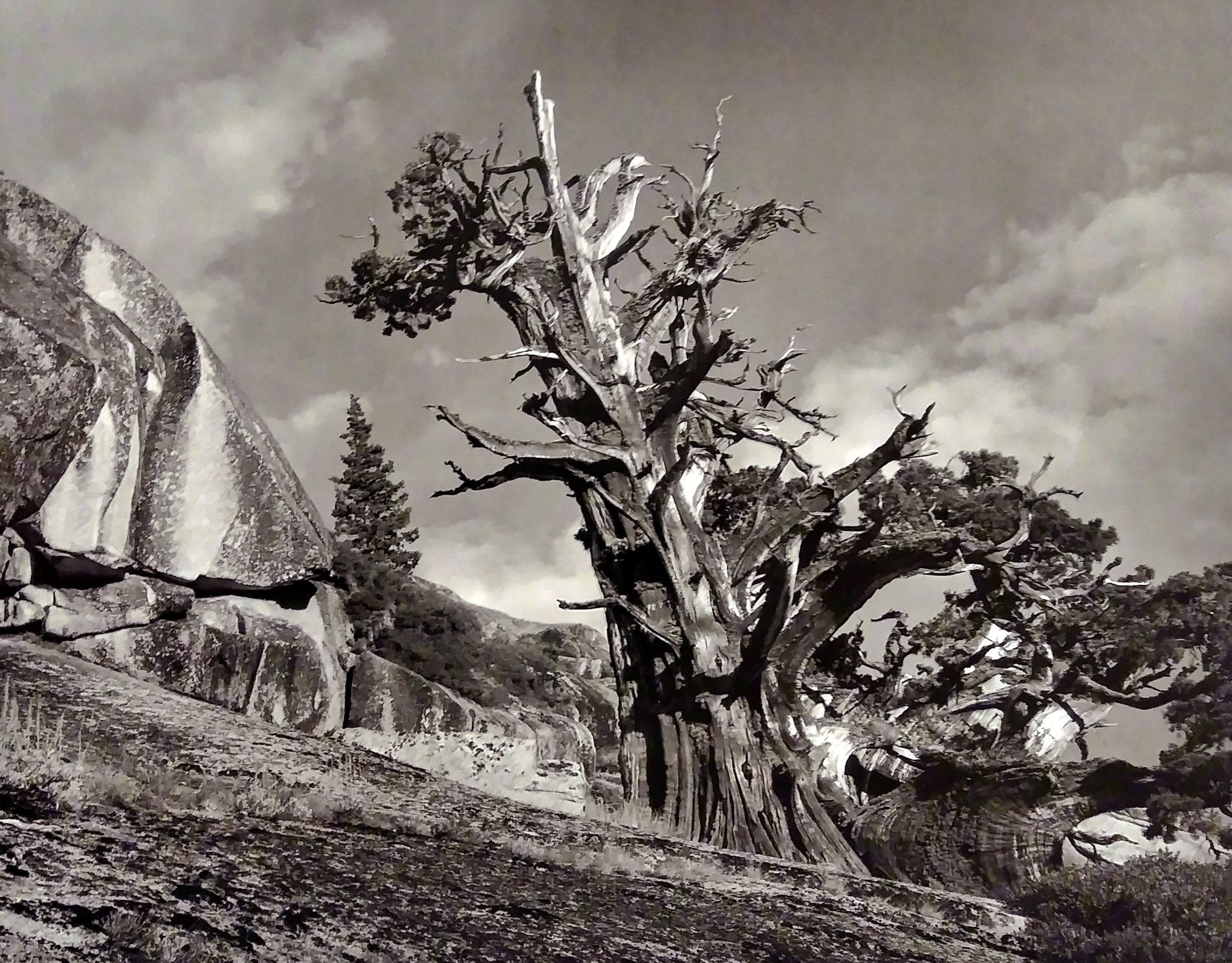 Ansel Adams Photography Trees