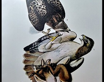 Red-tailed Hawk - Etsy