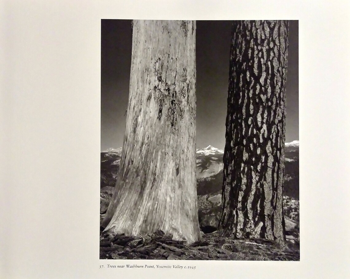 Ansel Adams Fine Art Print Trees Near Washburn Point - Etsy