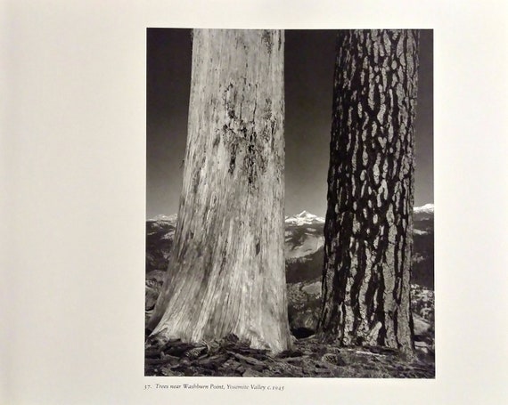 Ansel Adams Tree Wallpaper