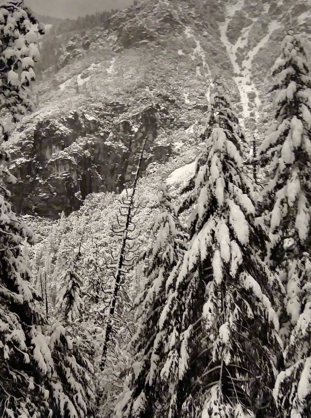 Ansel Adams Fine Art Print FOREST WINTER From Wawona Tunnel - Etsy
