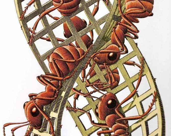 LARGE M.C. Escher Print Mobius Strip II red Ants February 1963, Vintage ...