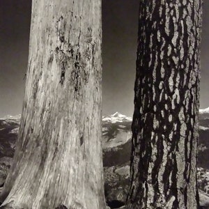Ansel Adams Fine Art Print, Trees Near Washburn Point, Yosemite Valley ...