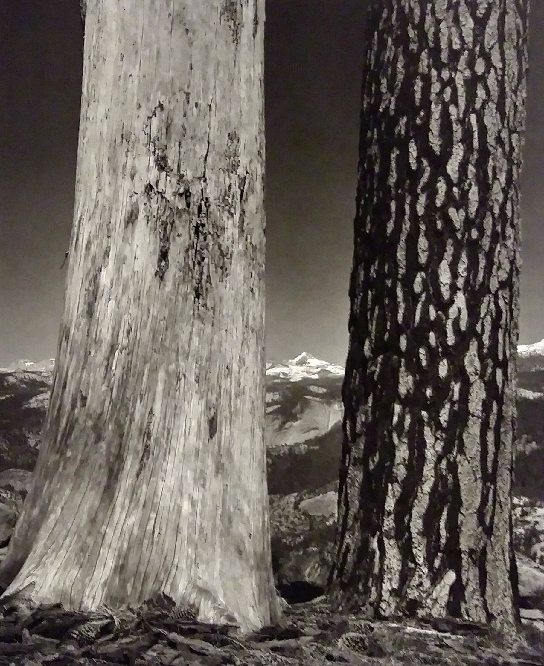 Ansel Adams Tree Wallpaper