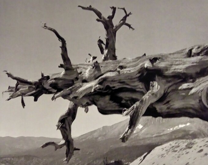 Ansel Adams Fine Art Print Fallen Tree Kern River Canyon - Etsy