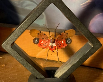 Penthicodes Farinosa Peleng, Real Lanternfly, Fulgoridae , Floating ...