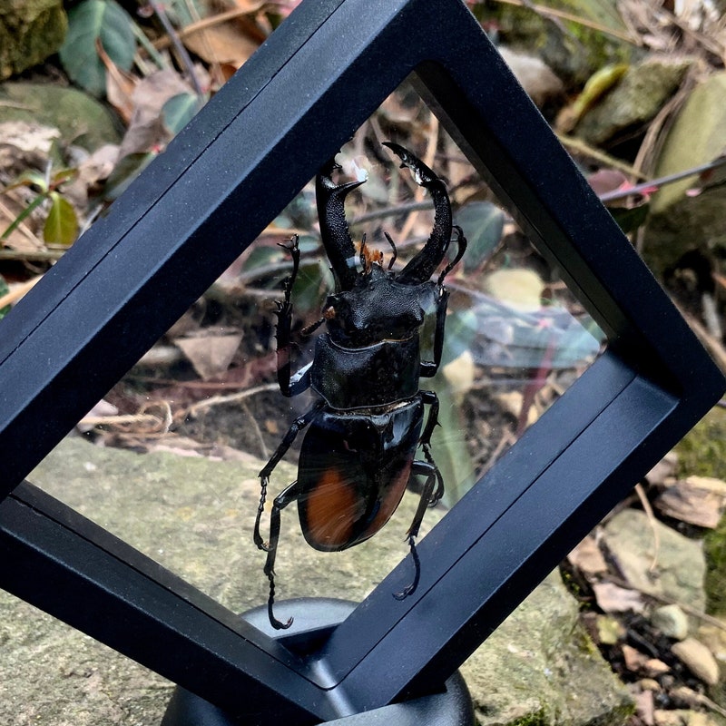 Giant Beetle Mount - Etsy