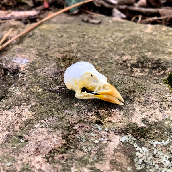 Bird Skull - Etsy