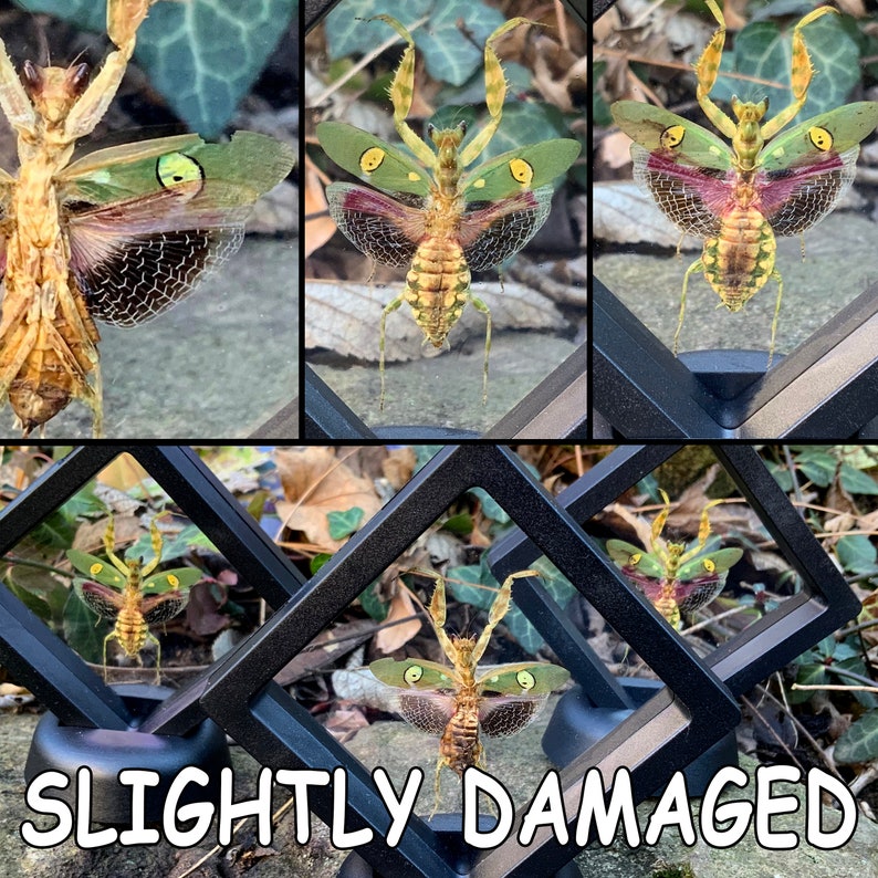 Jeweled Flower Mantis Creobroter Gemmatus Floating Frame - Etsy