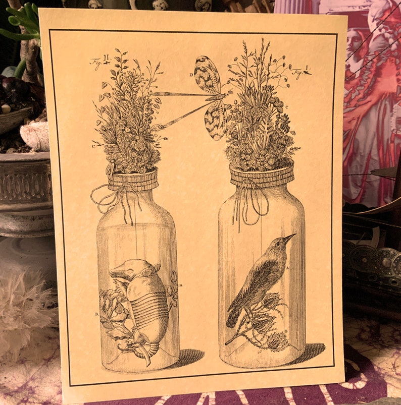 Frederik Ruysch Anatomy Art Print – Wet Specimen, Goth Home Decor - Etsy