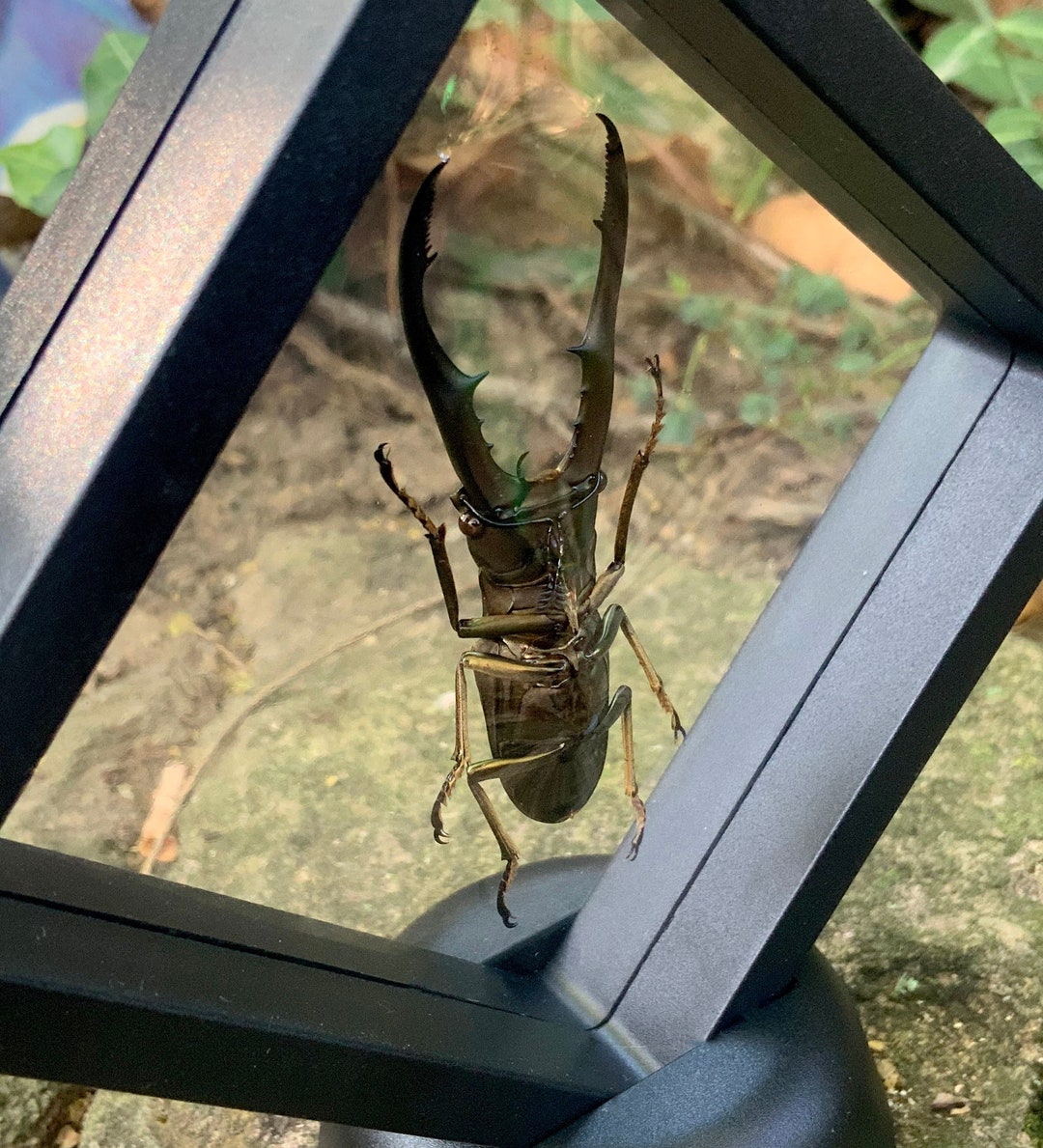 Metallic Stag Beetle - Cyclommatus Metallifer Finae - Floating Frame ...