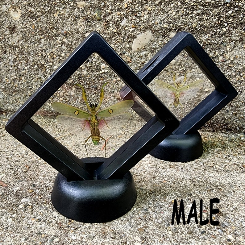 Jeweled Flower Mantis Creobroter Gemmatus Floating Frame - Etsy