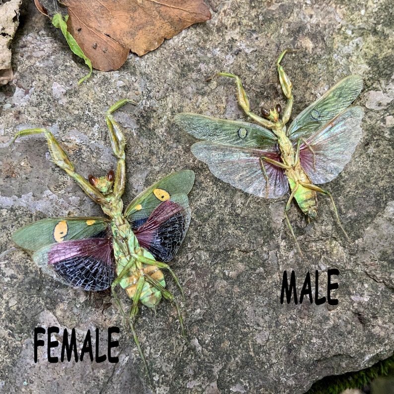 Jeweled Flower Mantis Creobroter Gemmatus Floating Frame - Etsy