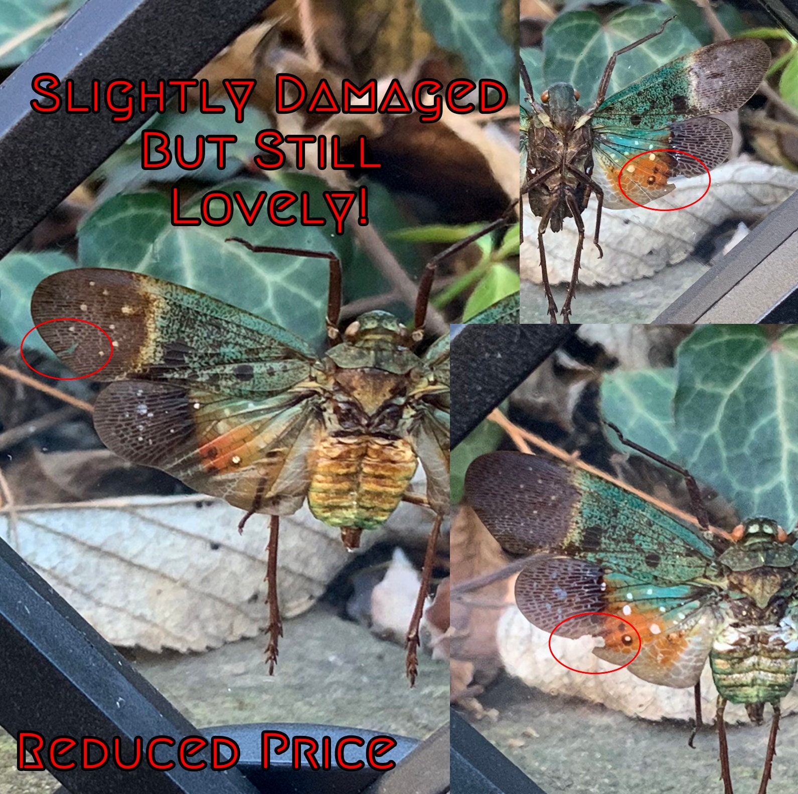 Penthicodes Farinosa Peleng Real Lanternfly Fulgoridae - Etsy