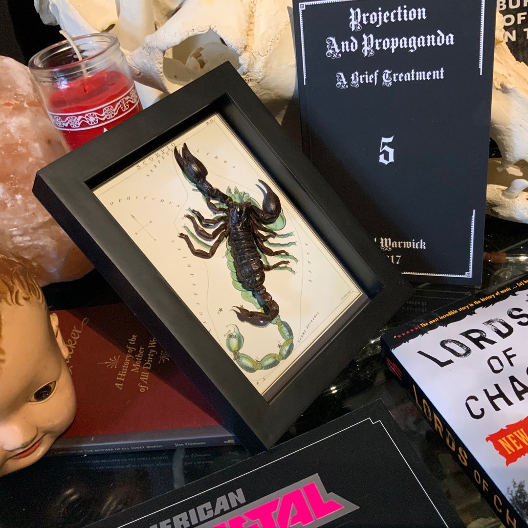Scorpion Scorpio Zodiac - Real Arthropod - Framed Insect - Forest ...